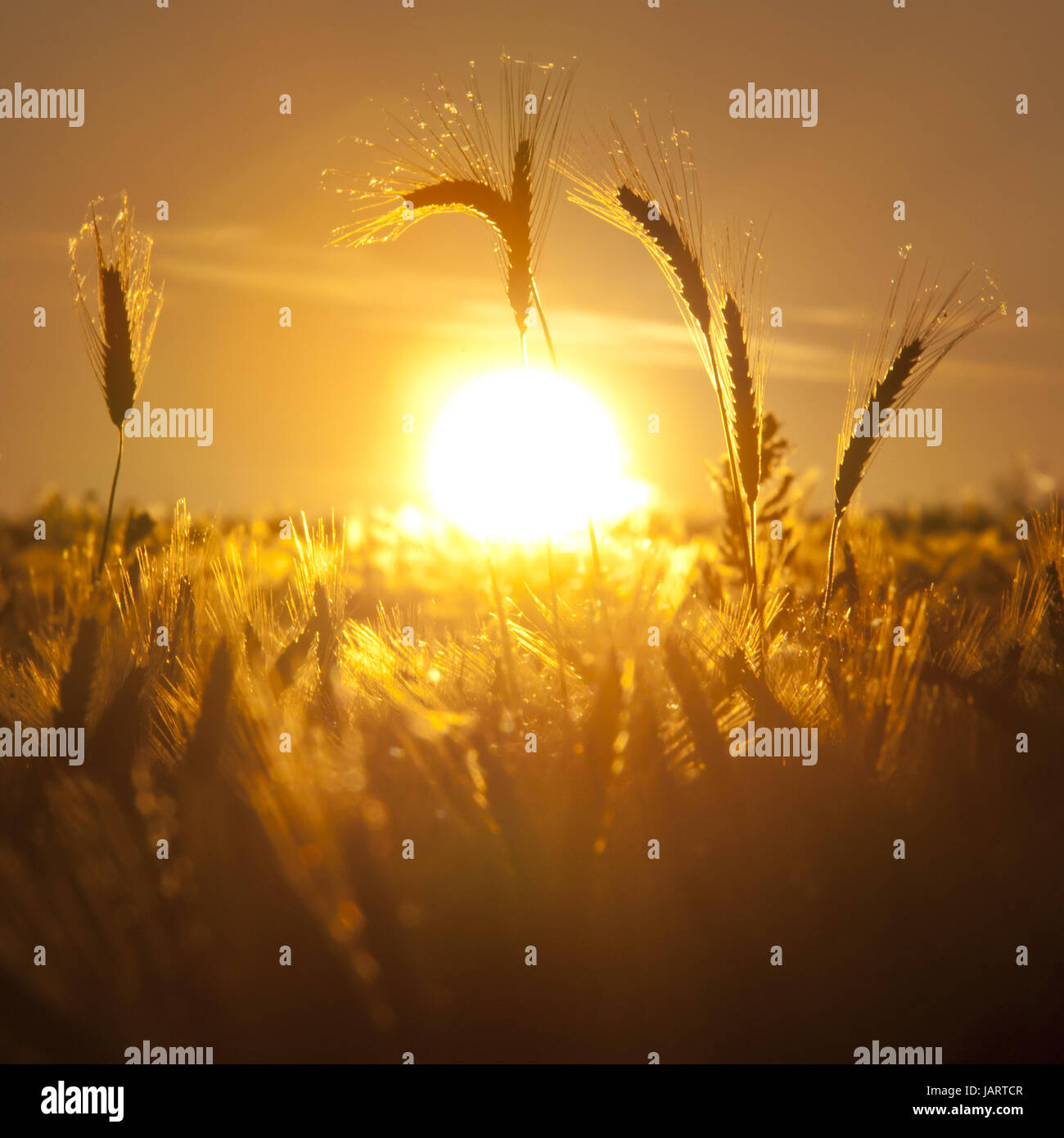 wheat spica and field with setting sun Stock Photo - Alamy