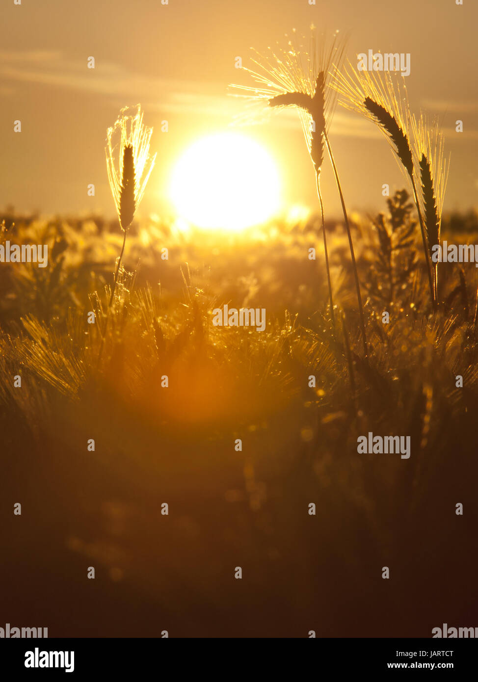 Wheat spica field setting hi-res stock photography and images - Alamy