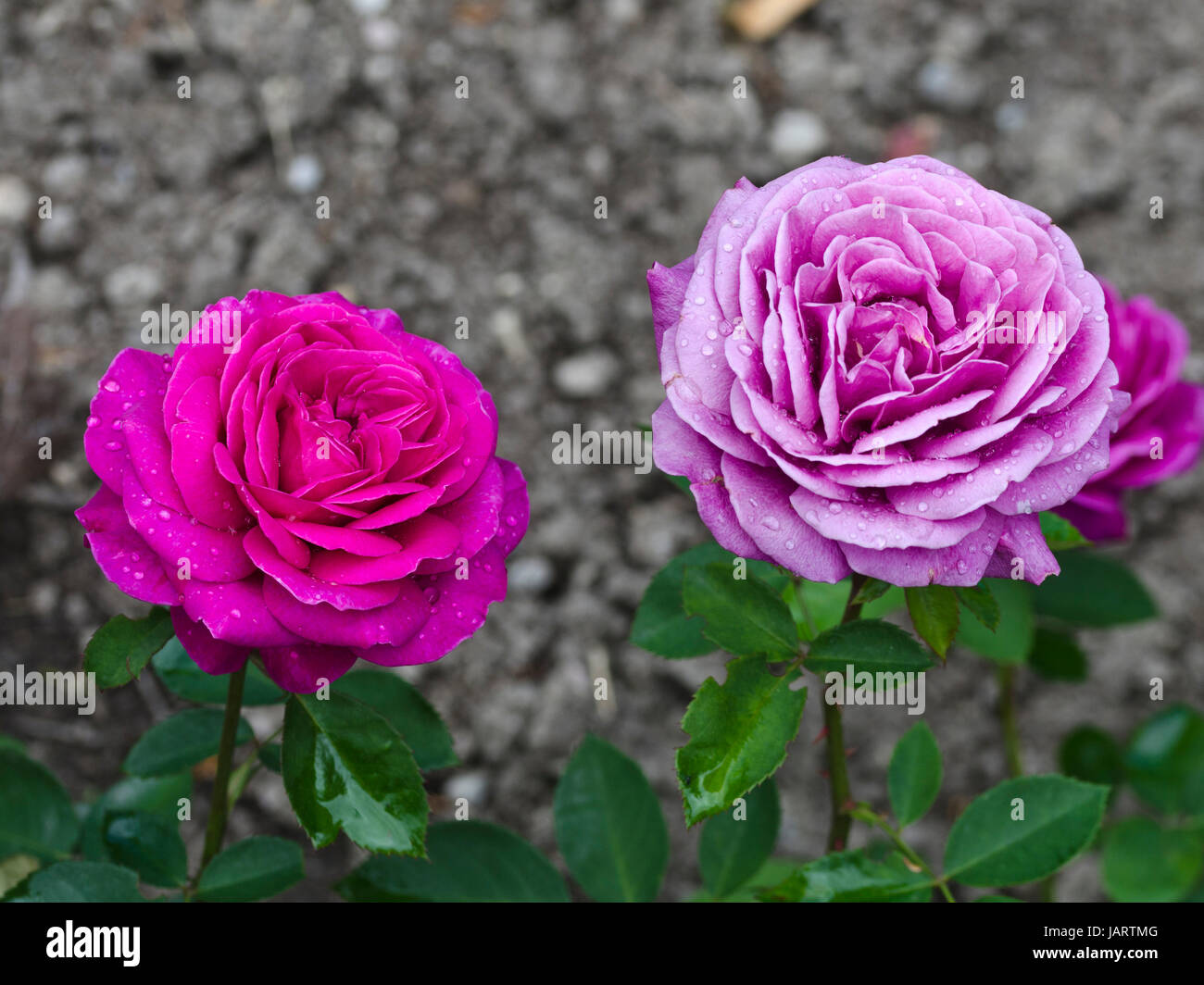Blüten einer Rose Old Port, blossom of a rose Old Port Stock Photo - Alamy