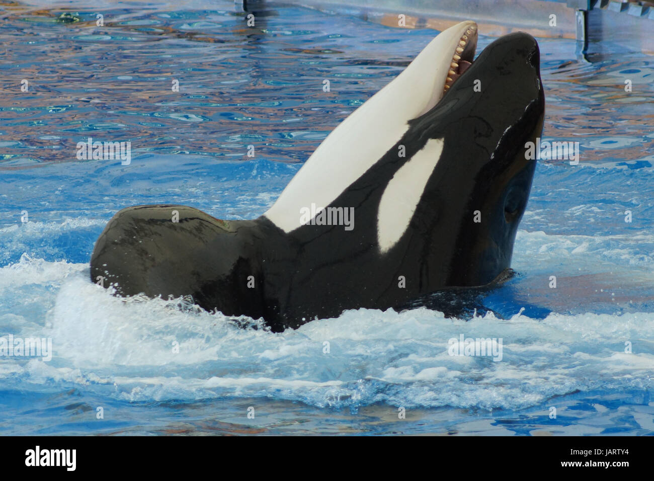 An orca having fun in the waters of Loro Parque, Tenerife, Spain Stock ...