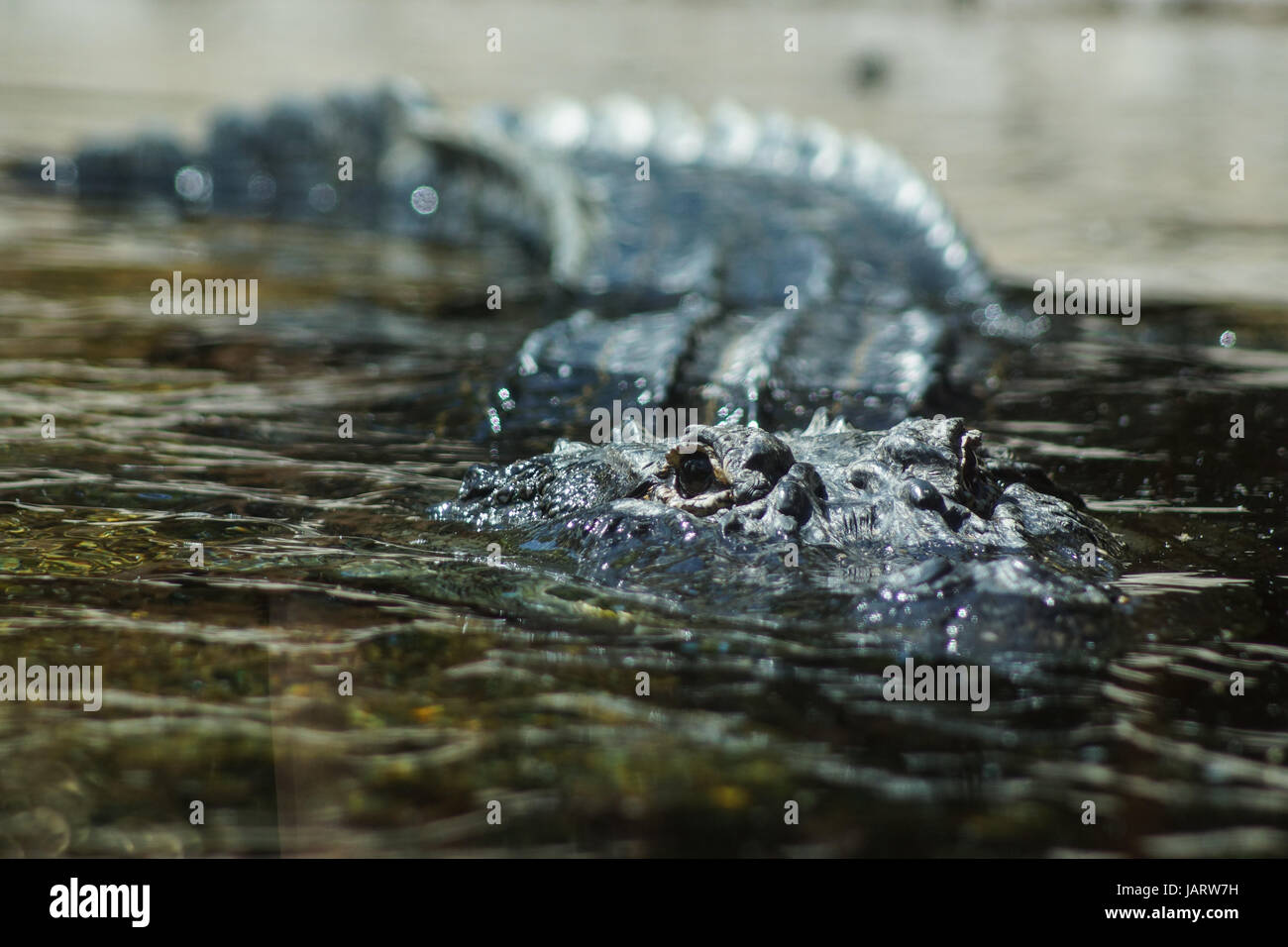 Alligator Under Water High Resolution Stock Photography and Images - Alamy