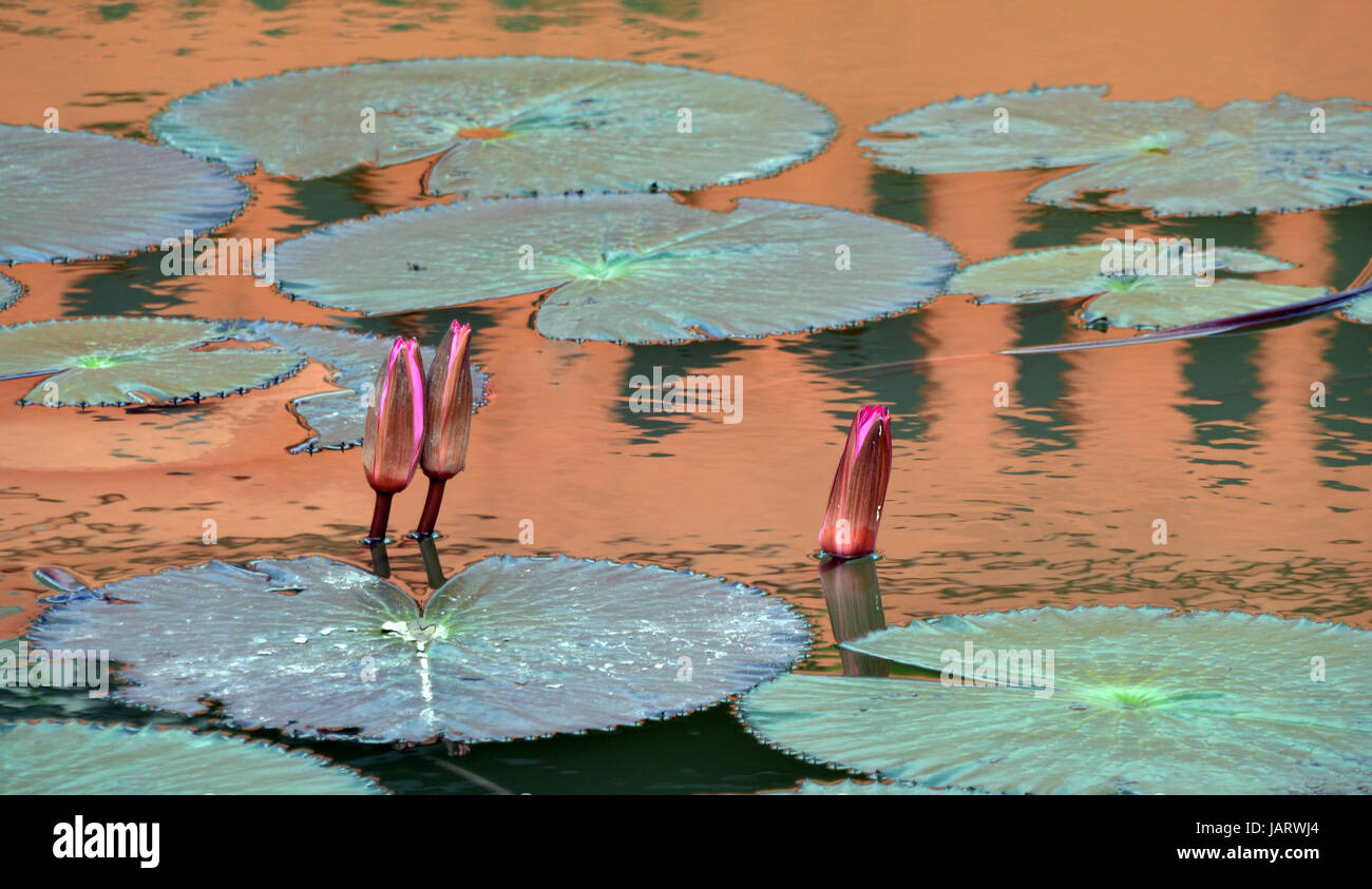 Aquatic ballet hi-res stock photography and images - Alamy