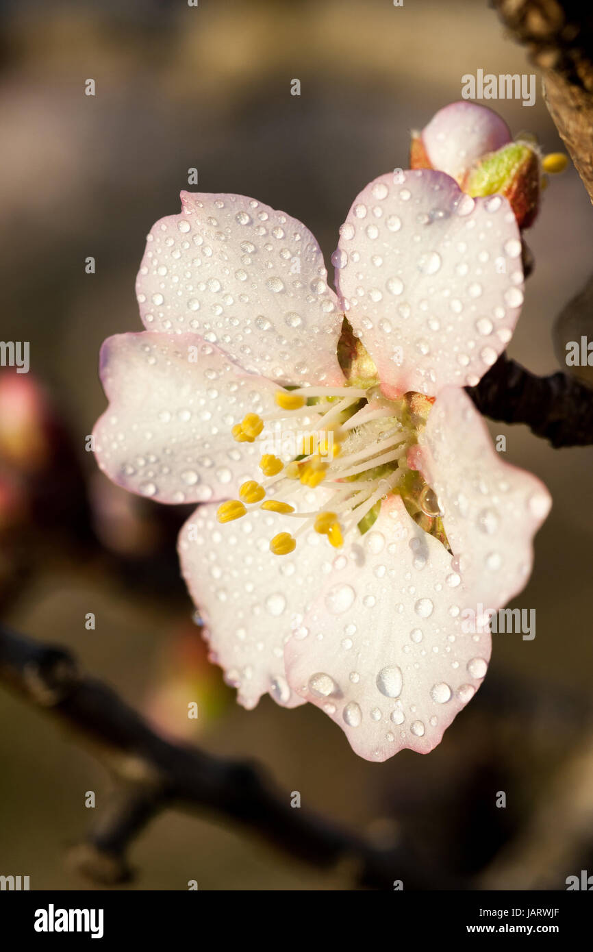 Beautiful almond blooms in spring Stock Photo - Alamy