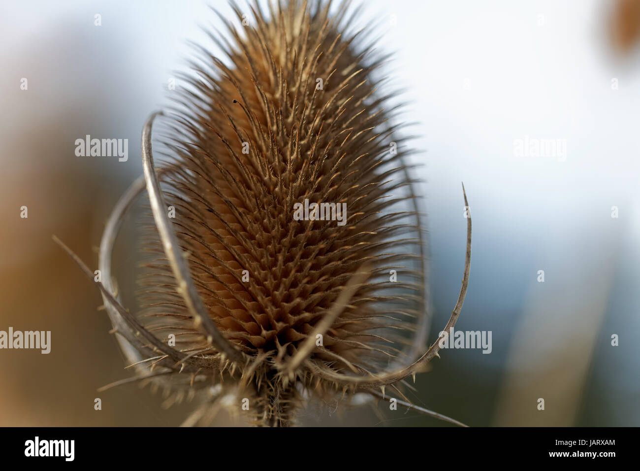 weber karde 2 Stock Photo - Alamy
