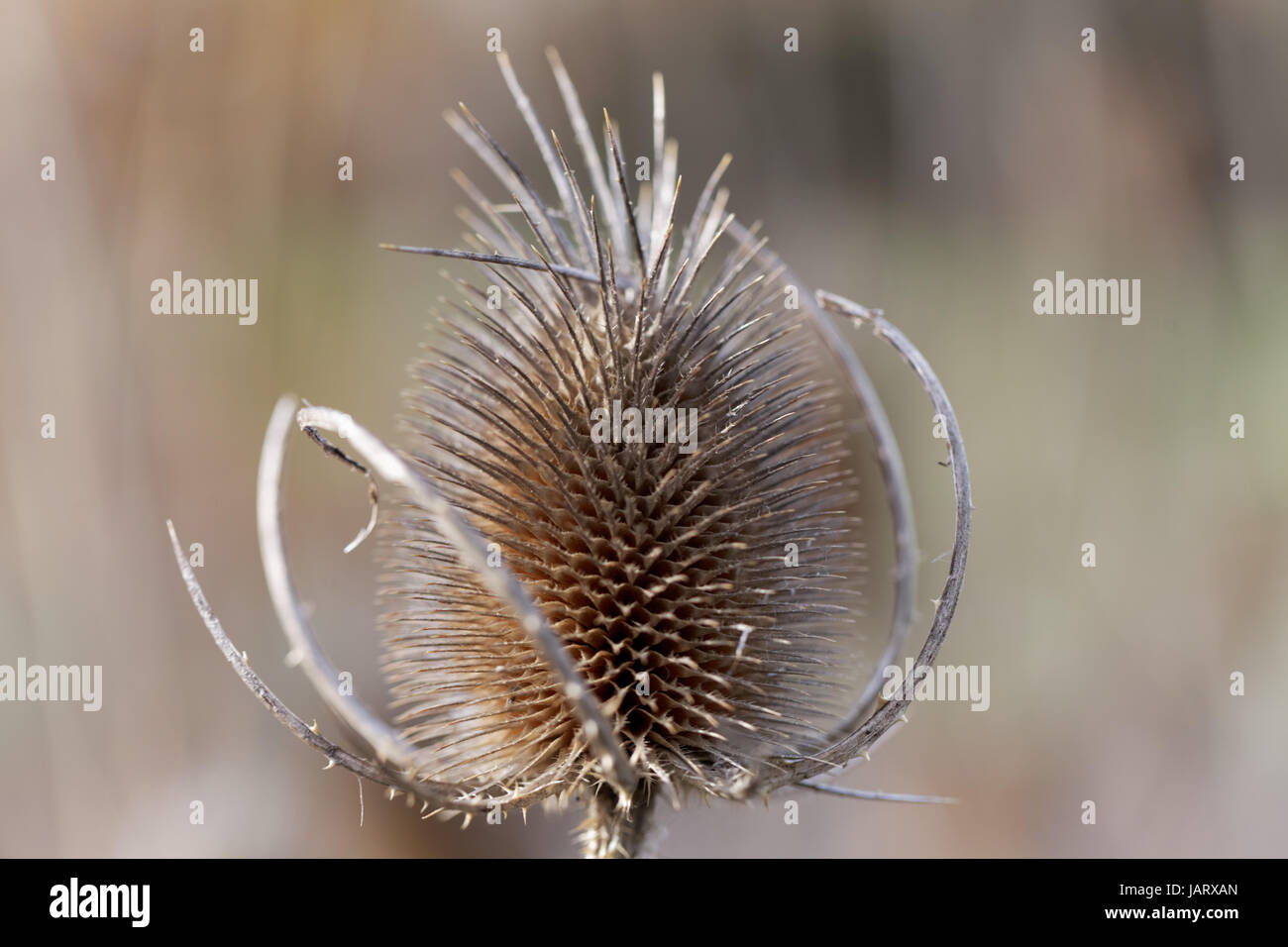 weber karde 1 Stock Photo - Alamy