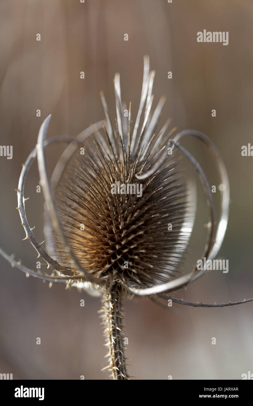 weber karde 5 Stock Photo - Alamy