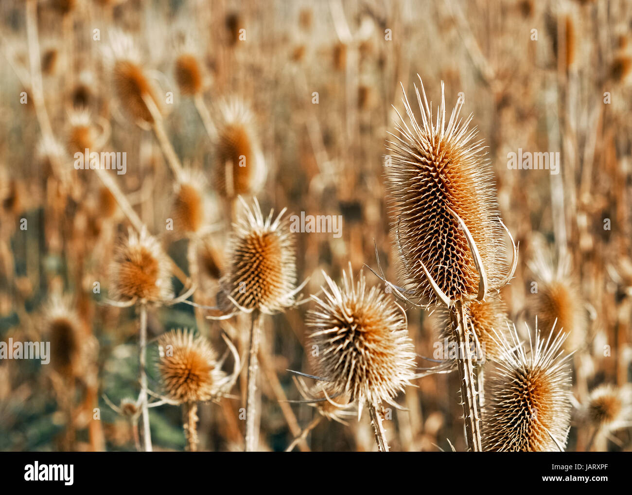 fuller's teasel on field Stock Photo - Alamy