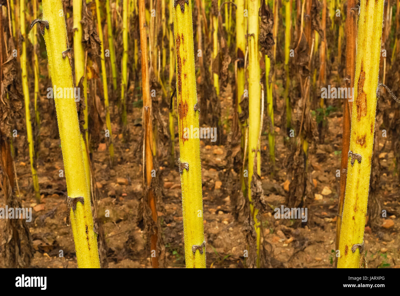 sunflower stalks field Stock Photo - Alamy