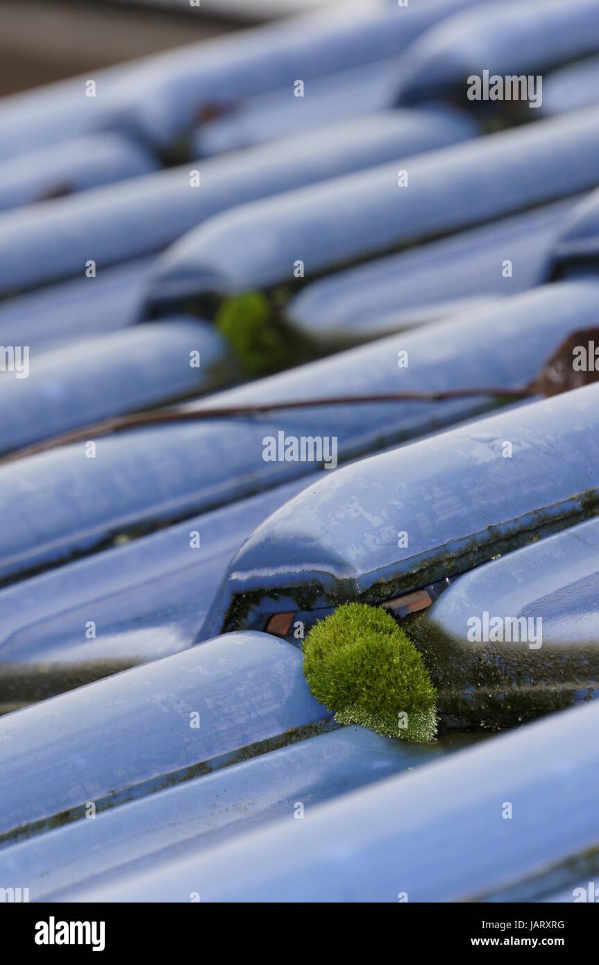 Moos auf blau glasiertem Ziegeldach Stock Photo - Alamy
