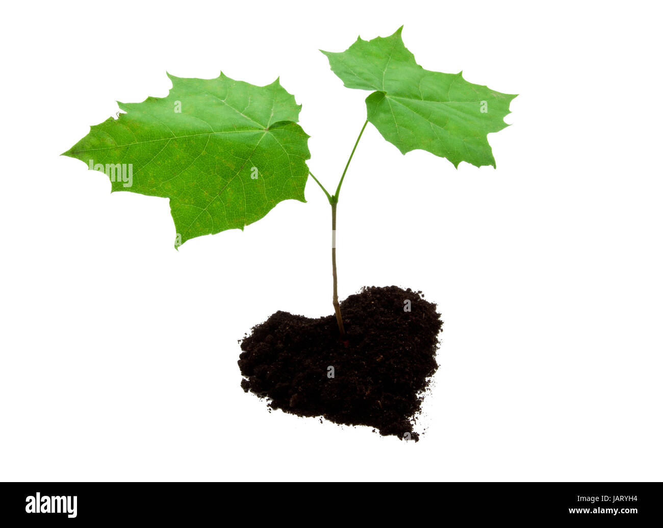 Small young tree isolated on white background Stock Photo - Alamy