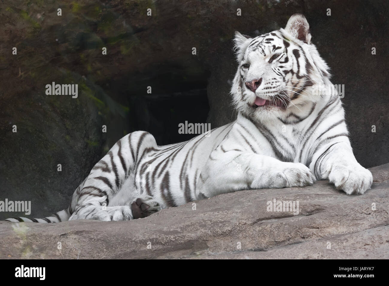 Beautiful close-up portrait of majestic White Tiger Stock Photo - Alamy
