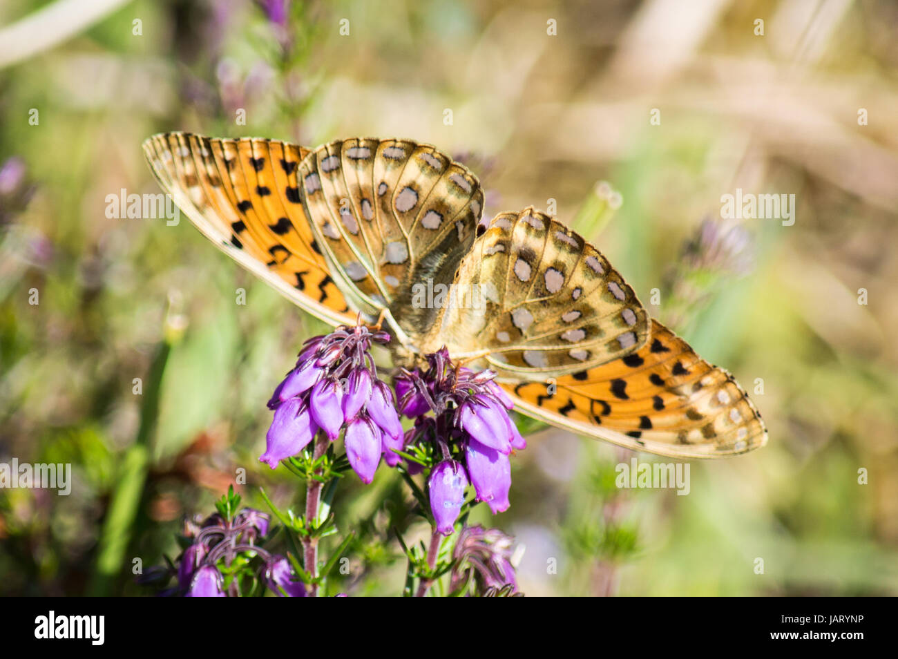 Dark Green Fritillary butterfly viewed from underneath Stock Photo - Alamy