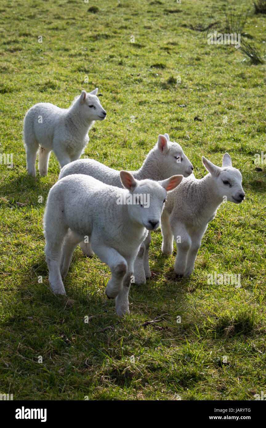 Four county farm hi-res stock photography and images - Alamy