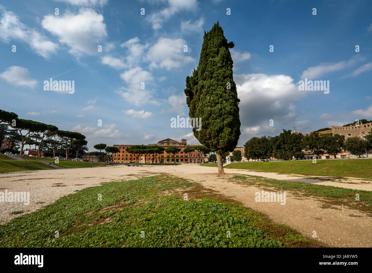 Cypress Tree on Circus Maximus, Ancient Roman Stadium near Palatine ...