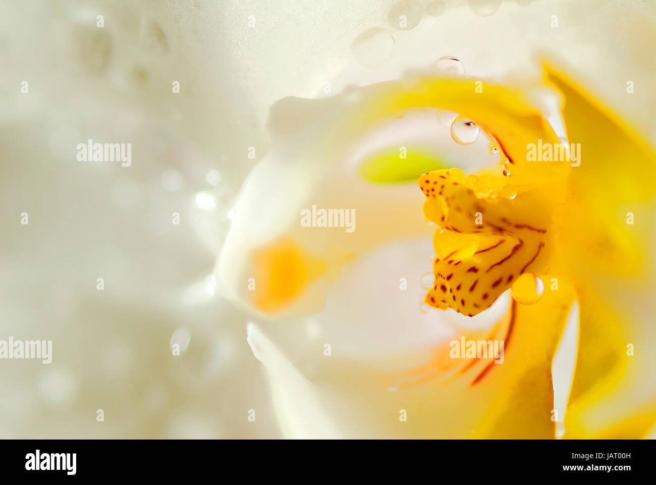 inside an orchid flower Stock Photo - Alamy