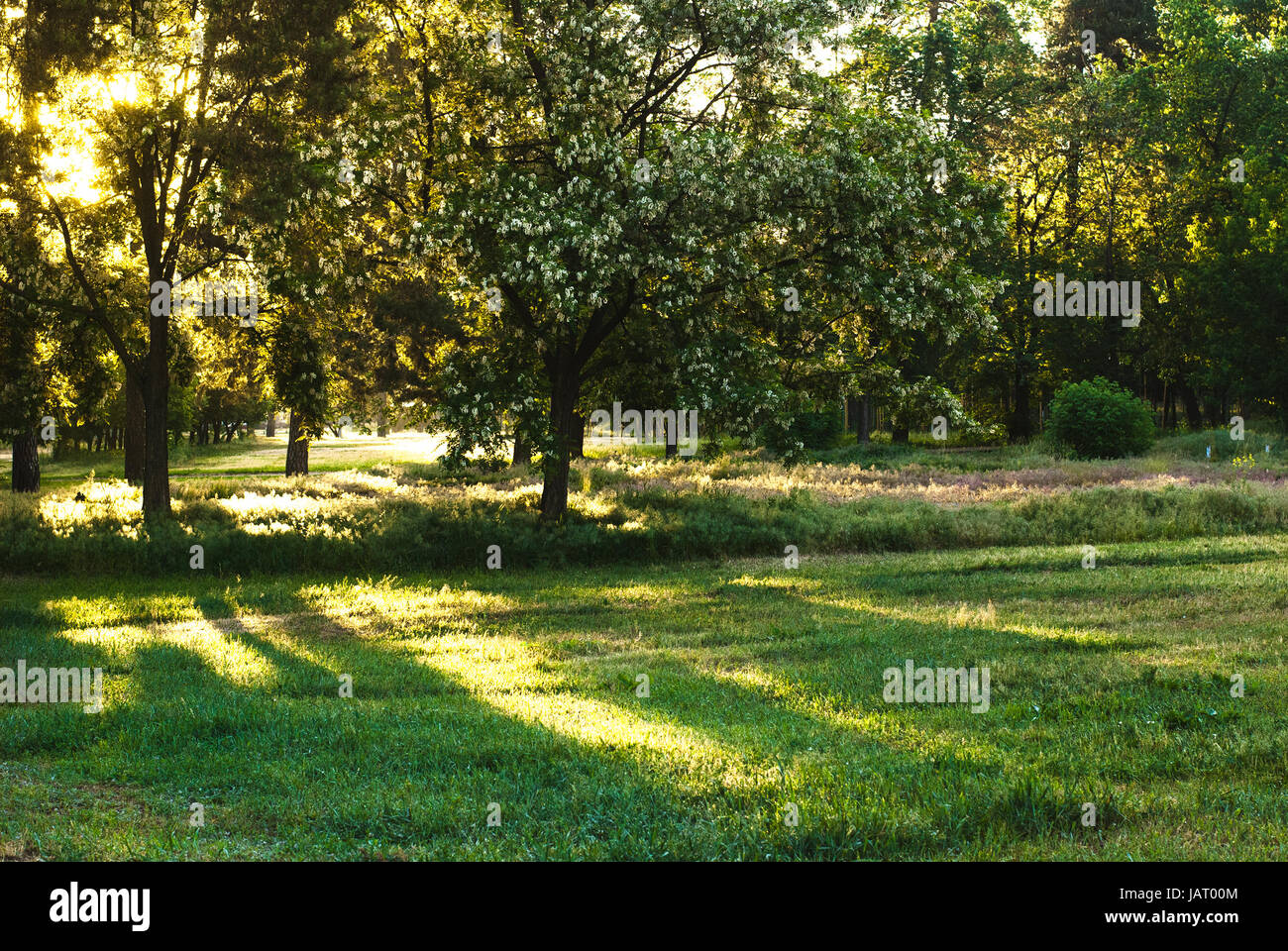 Sun rays in the morning in a forest Stock Photo - Alamy