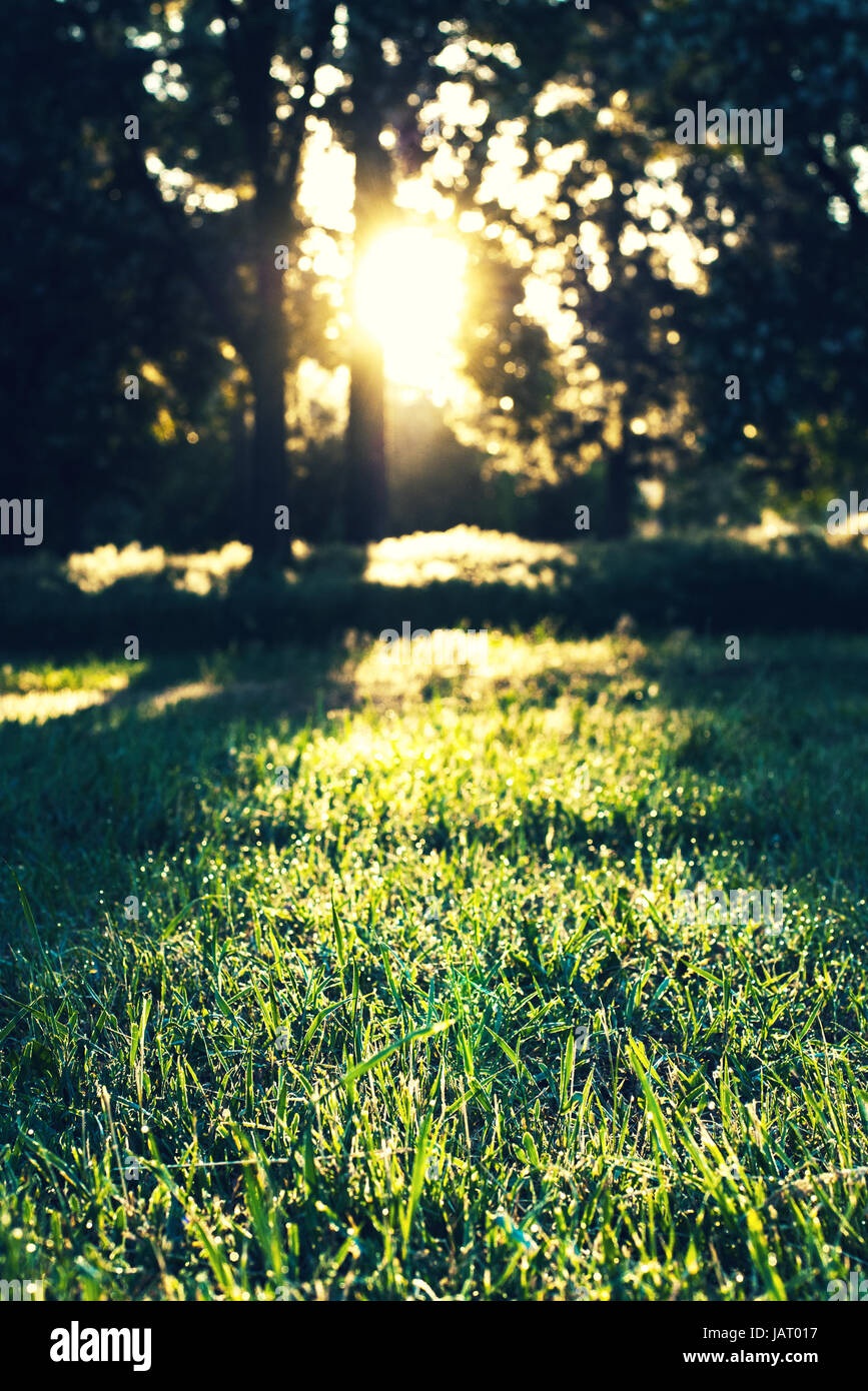 Sun rays in the morning in a forest Stock Photo - Alamy