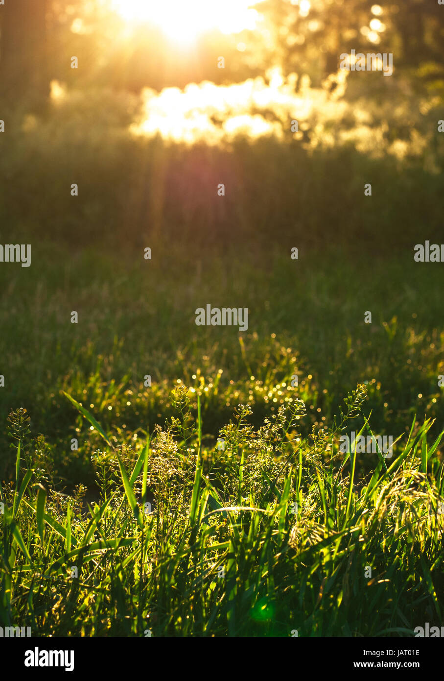 Sun rays in the morning in a forest Stock Photo - Alamy