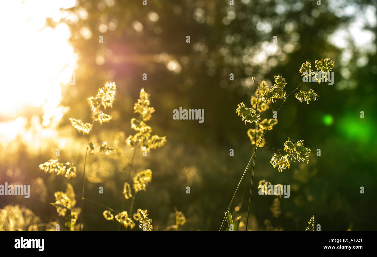 Sun rays in the morning in a forest Stock Photo - Alamy