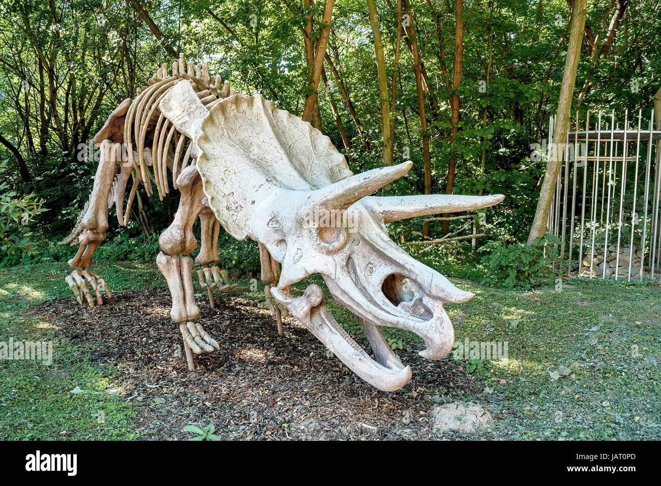 Triceratops fossil hi-res stock photography and images - Alamy