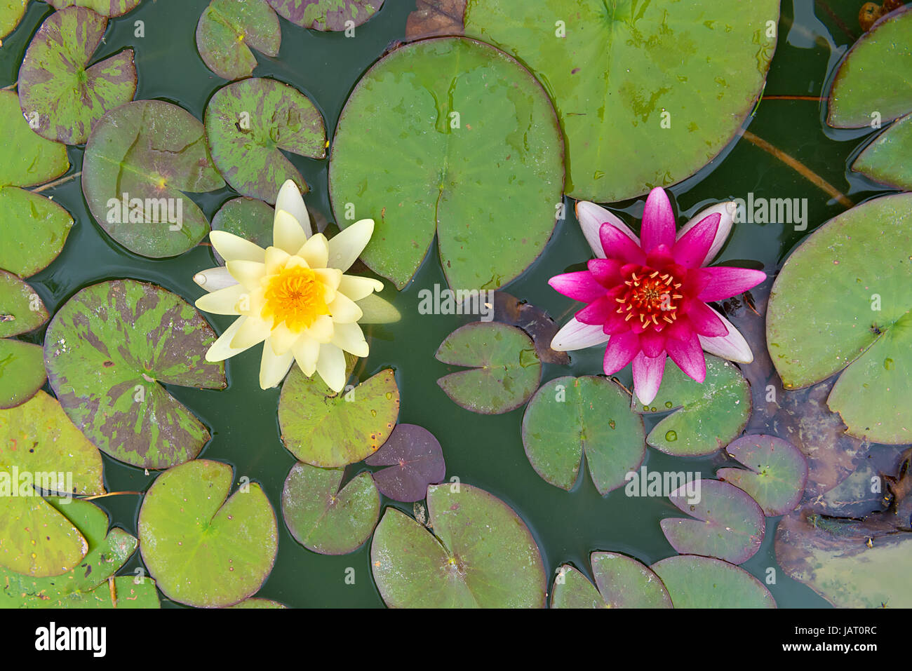 See water pad hi-res stock photography and images - Alamy