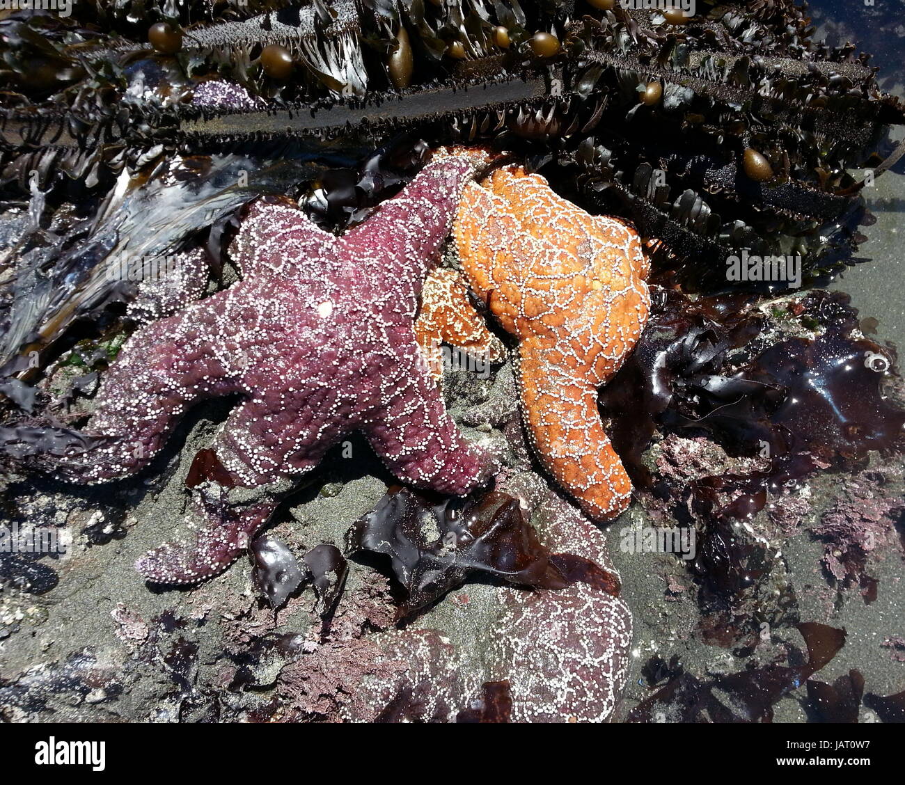 Colorful Starfish of California’s Pacific Ocean Stock Photo - Alamy