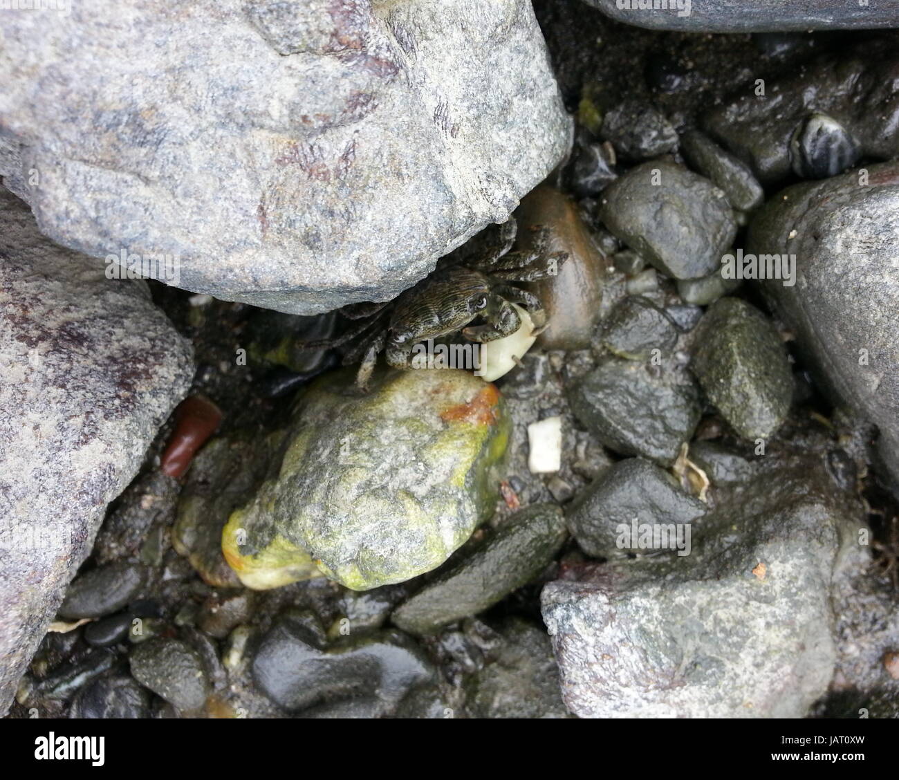 Crab hiding under sand hi-res stock photography and images - Alamy