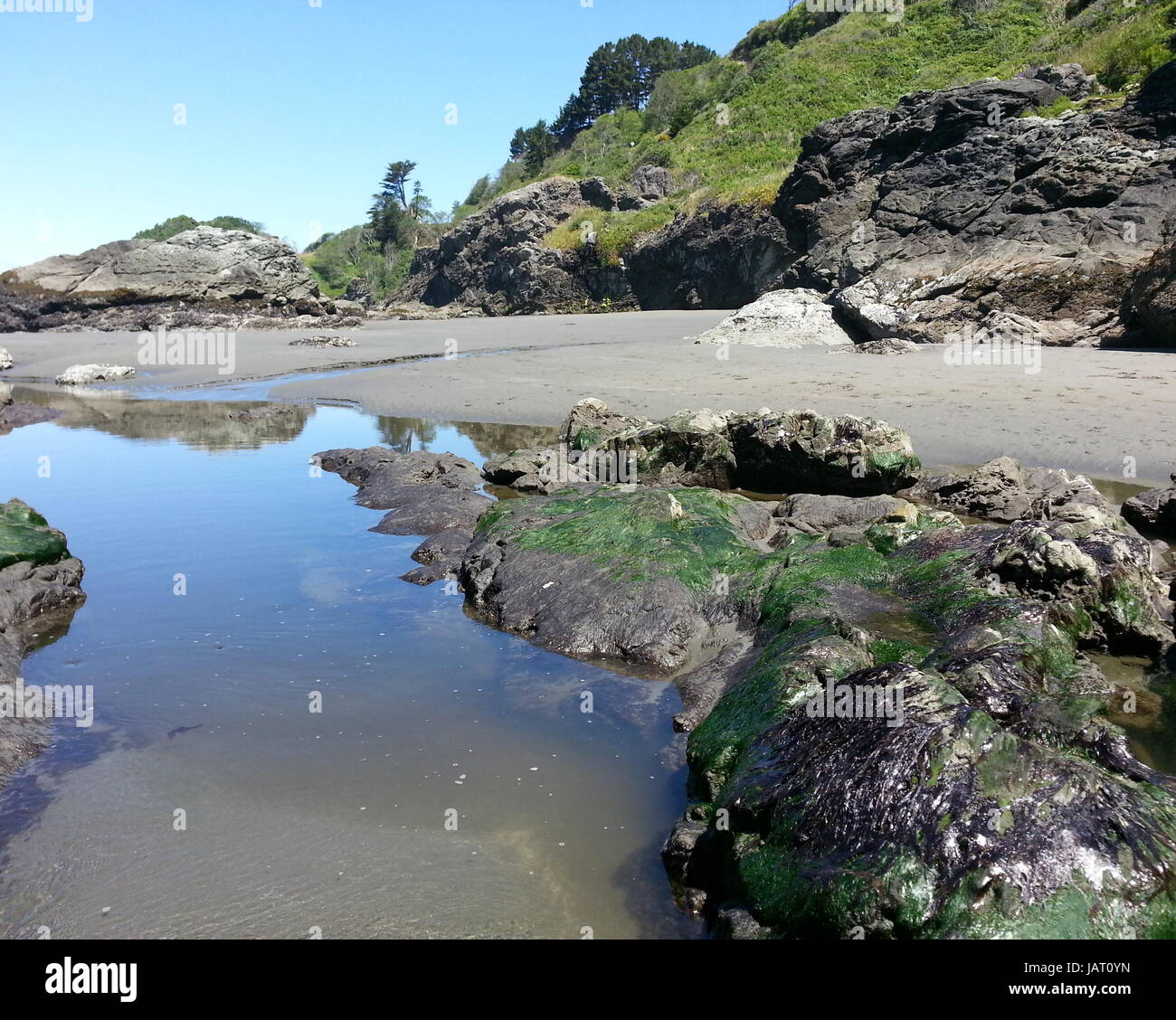 Pacific Ocean Tidepools Filled With Life Stock Photo - Alamy