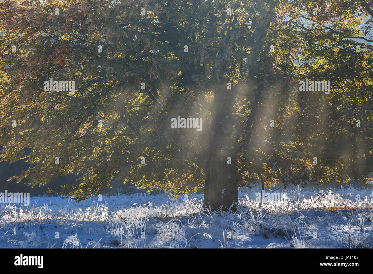 forest landscape from the autumn in winter Stock Photo - Alamy