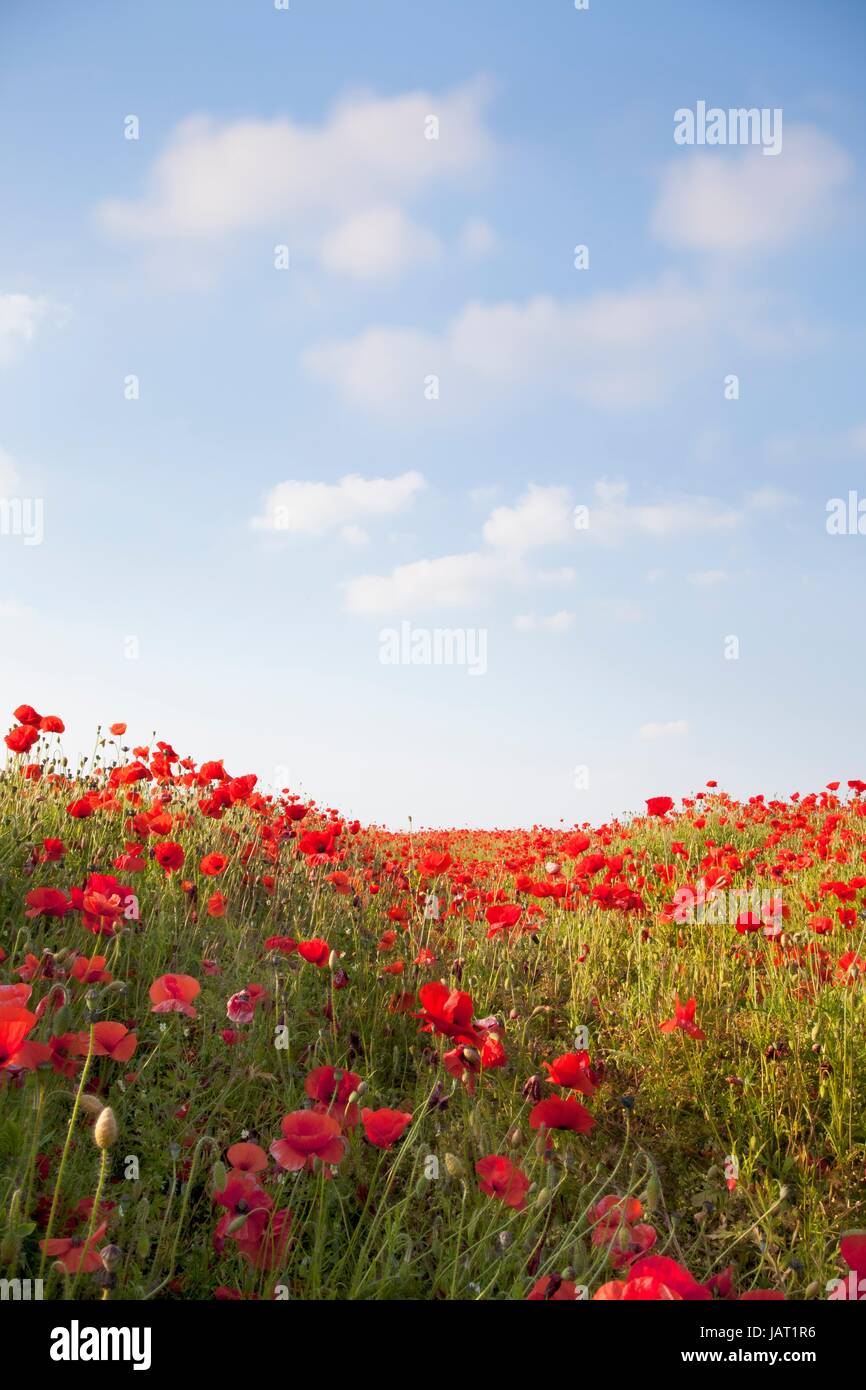 Poppies background with blue sky and fluffy clouds Stock Photo - Alamy