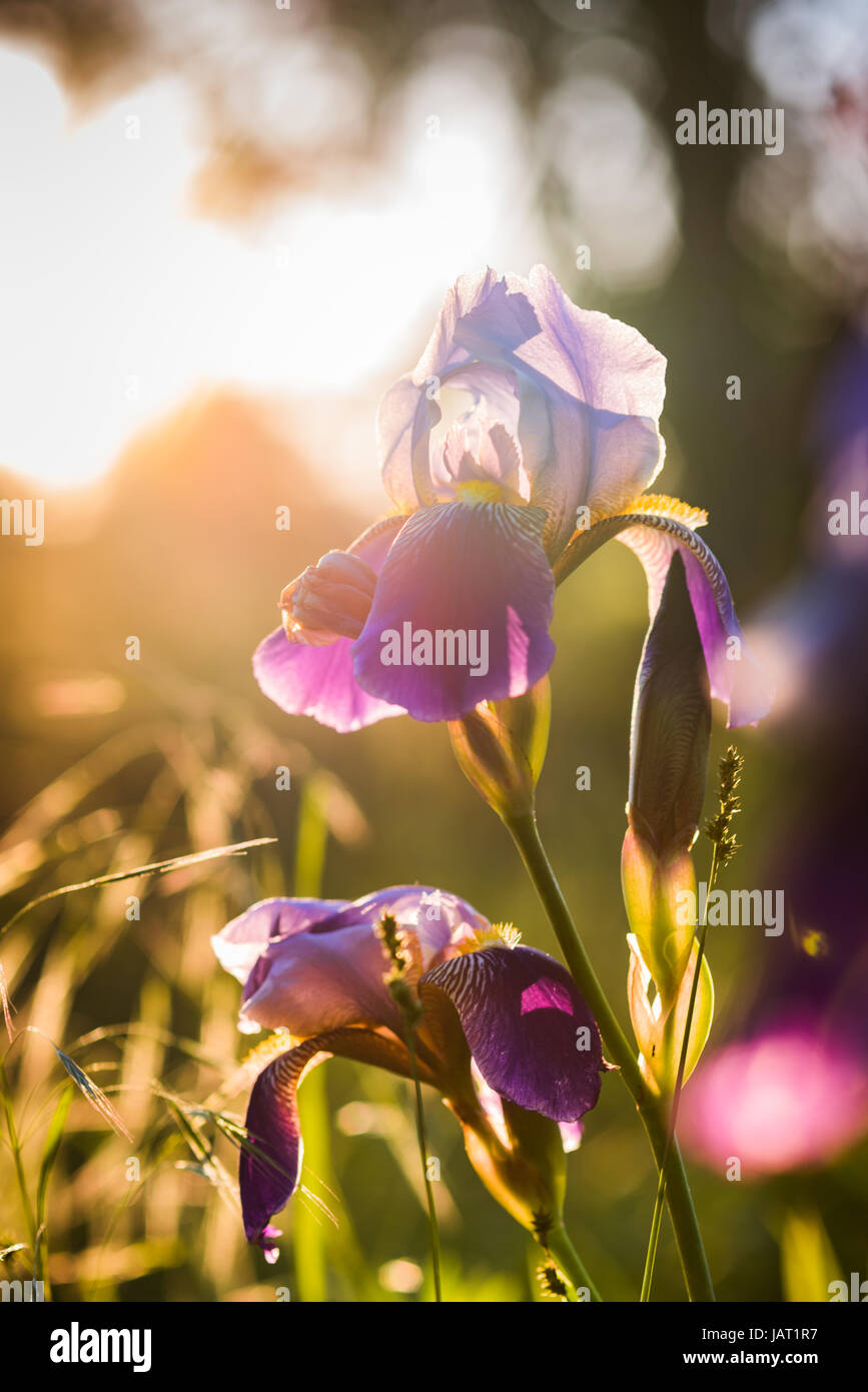 Purple iris with a beautiful sun setting in the background Stock Photo ...