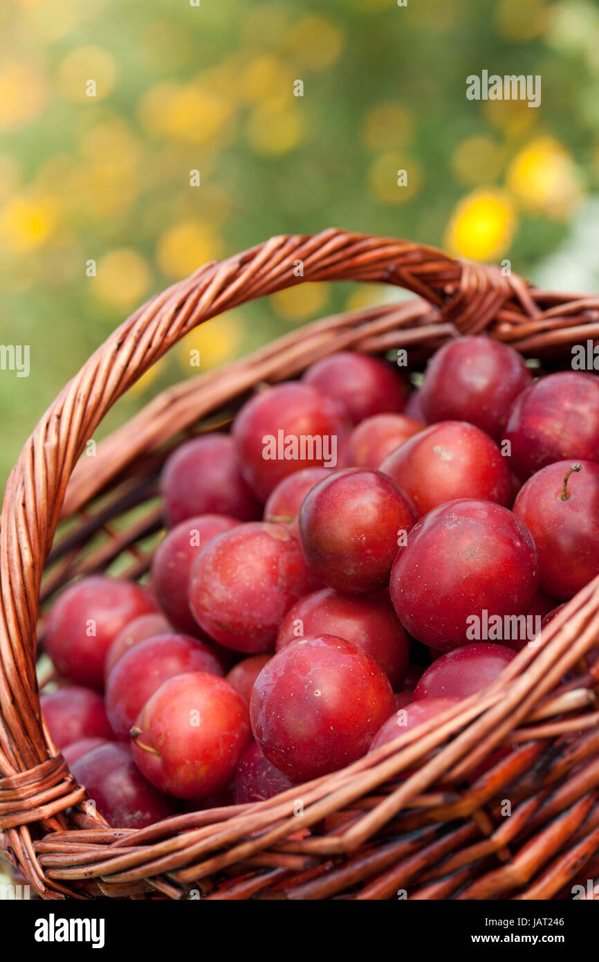 Progenies fruits fruit plums mirabelle hi-res stock photography and ...