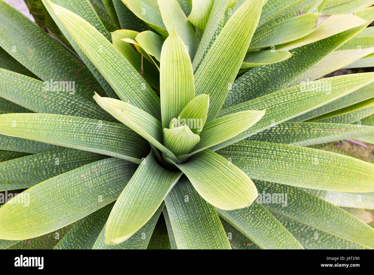 Beautiful bromeliaceae in tropical garden in Martinique Stock Photo - Alamy