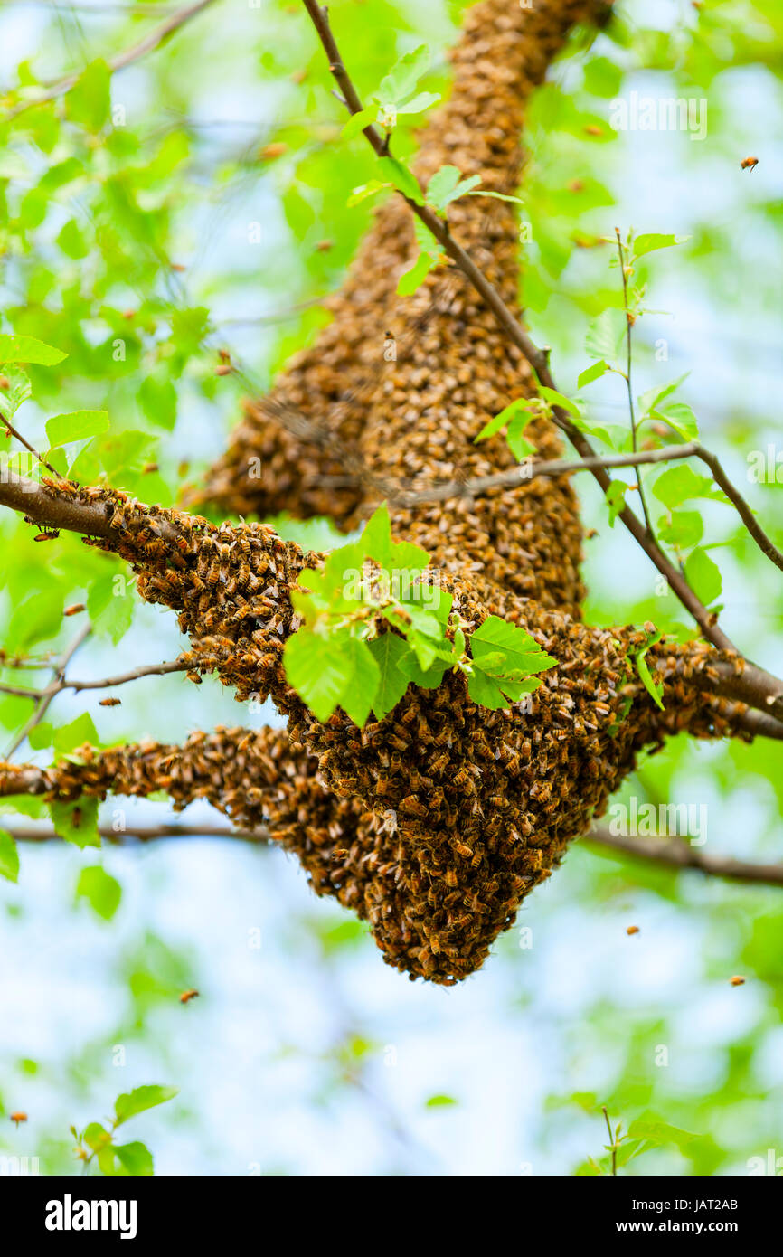 Honey bee swarm hanging on a tree brunch Stock Photo - Alamy
