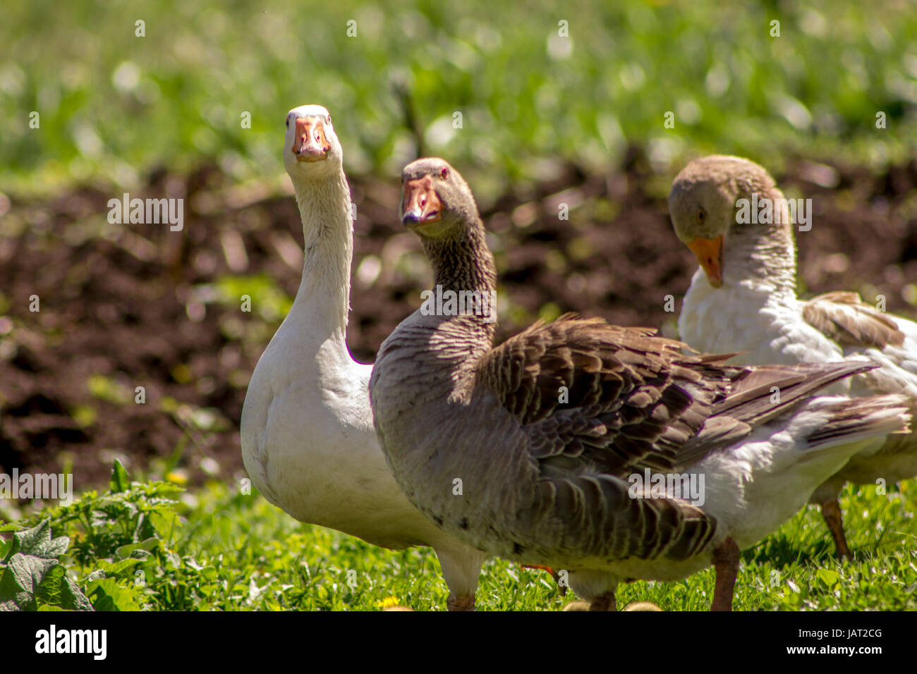Photo of a goose on farm area Stock Photo - Alamy