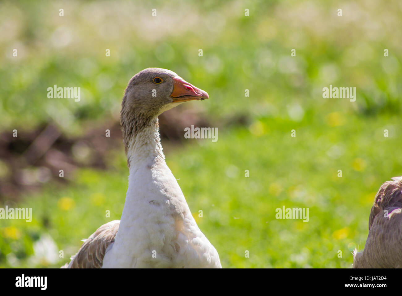 Photo of a goose on farm area Stock Photo - Alamy