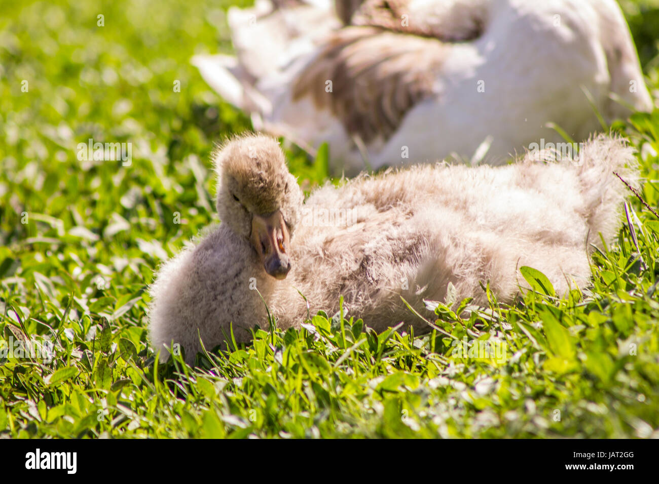 Photo of a goose on farm area Stock Photo - Alamy