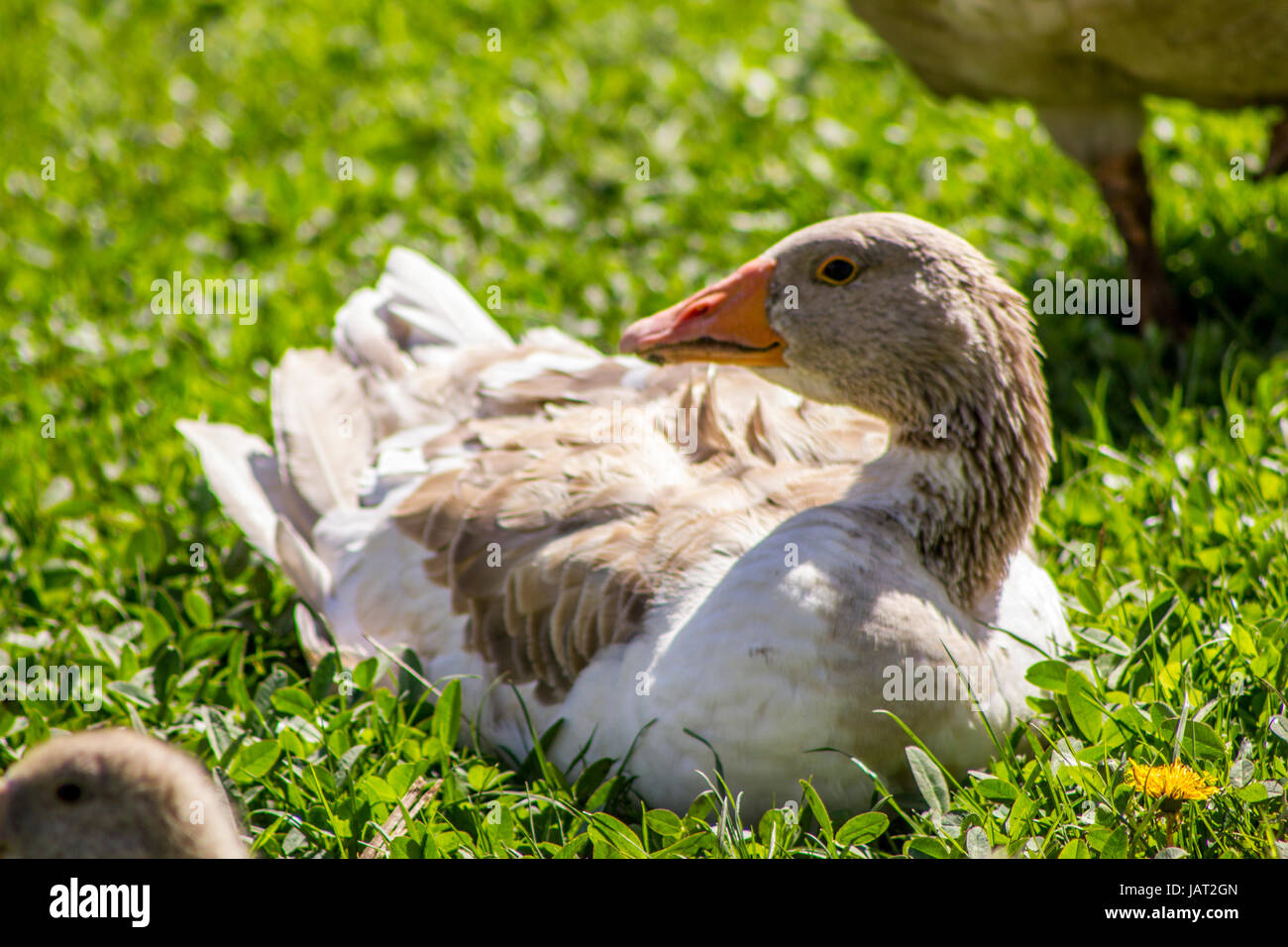 Photo of a goose on farm area Stock Photo - Alamy