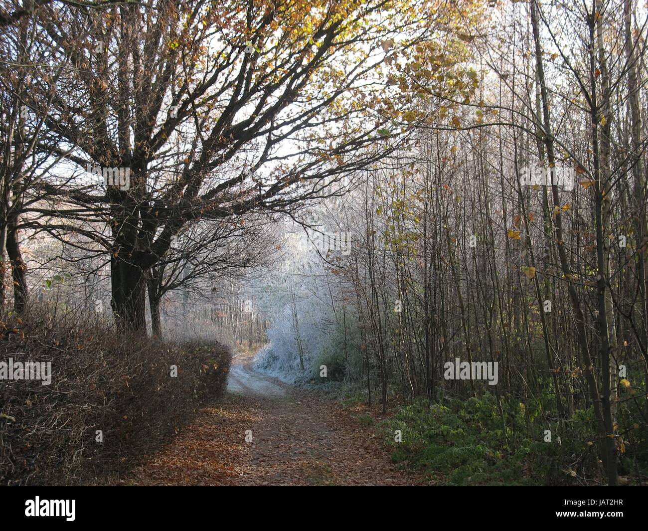 the first frost Stock Photo - Alamy