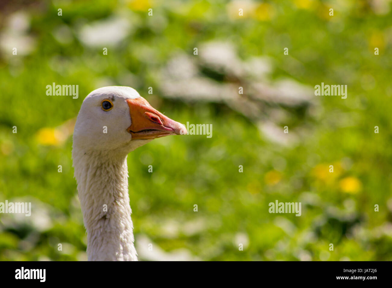 Photo of a goose on farm area Stock Photo - Alamy