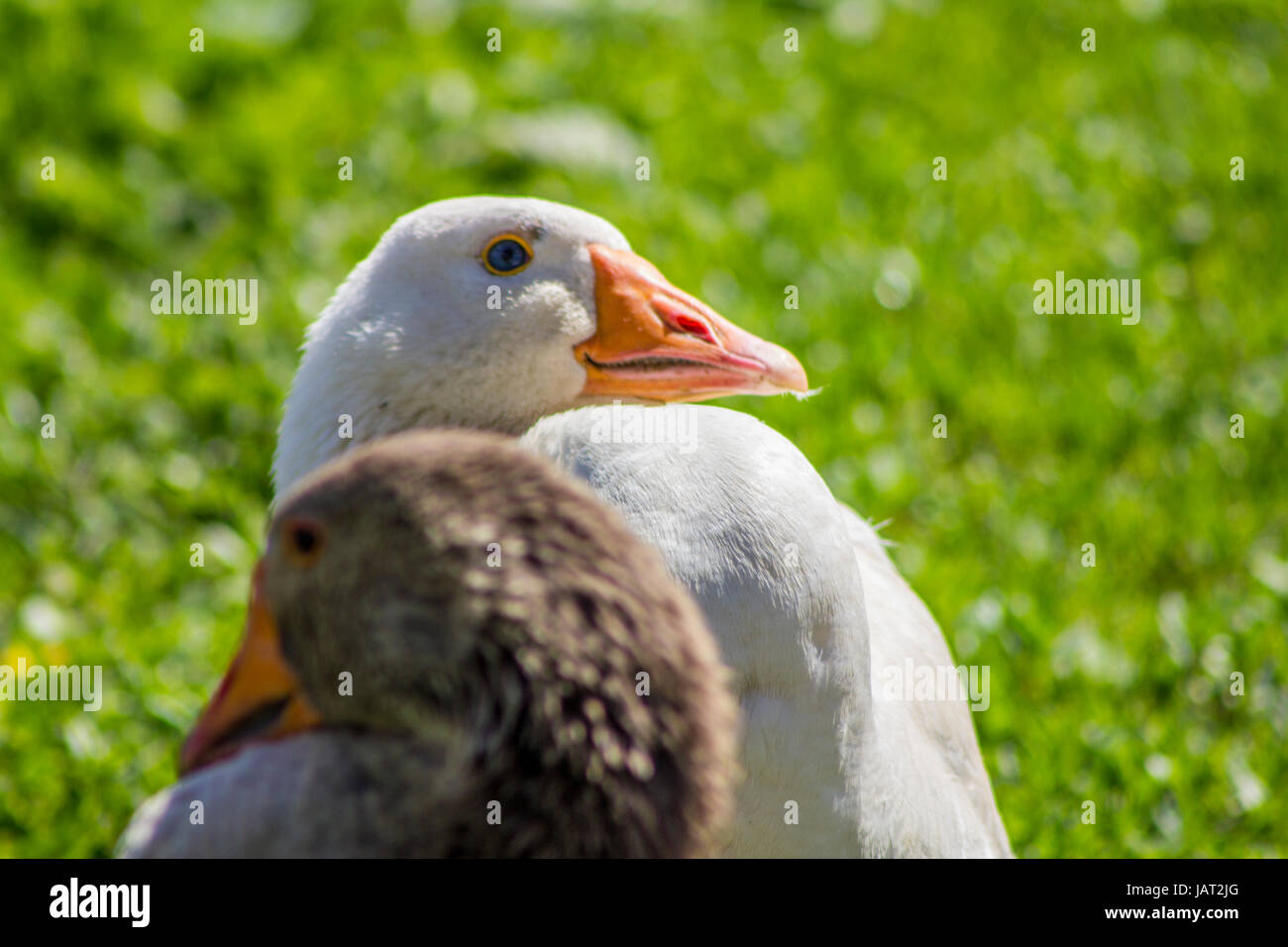 Photo of a goose on farm area Stock Photo - Alamy