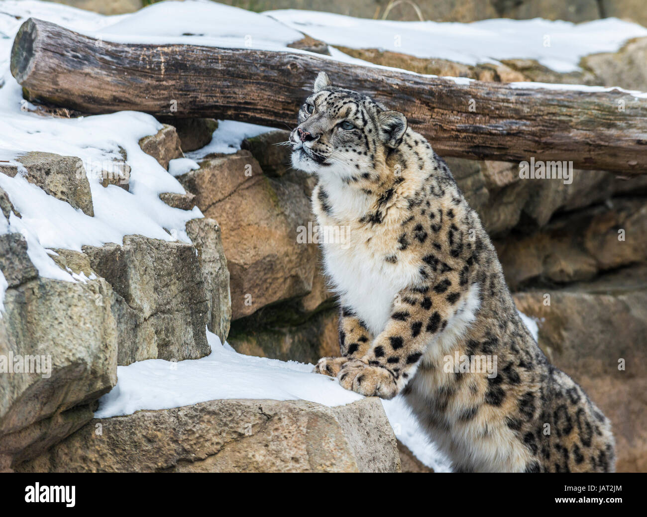 Snow leopard in the snow covered mountains Stock Photo - Alamy