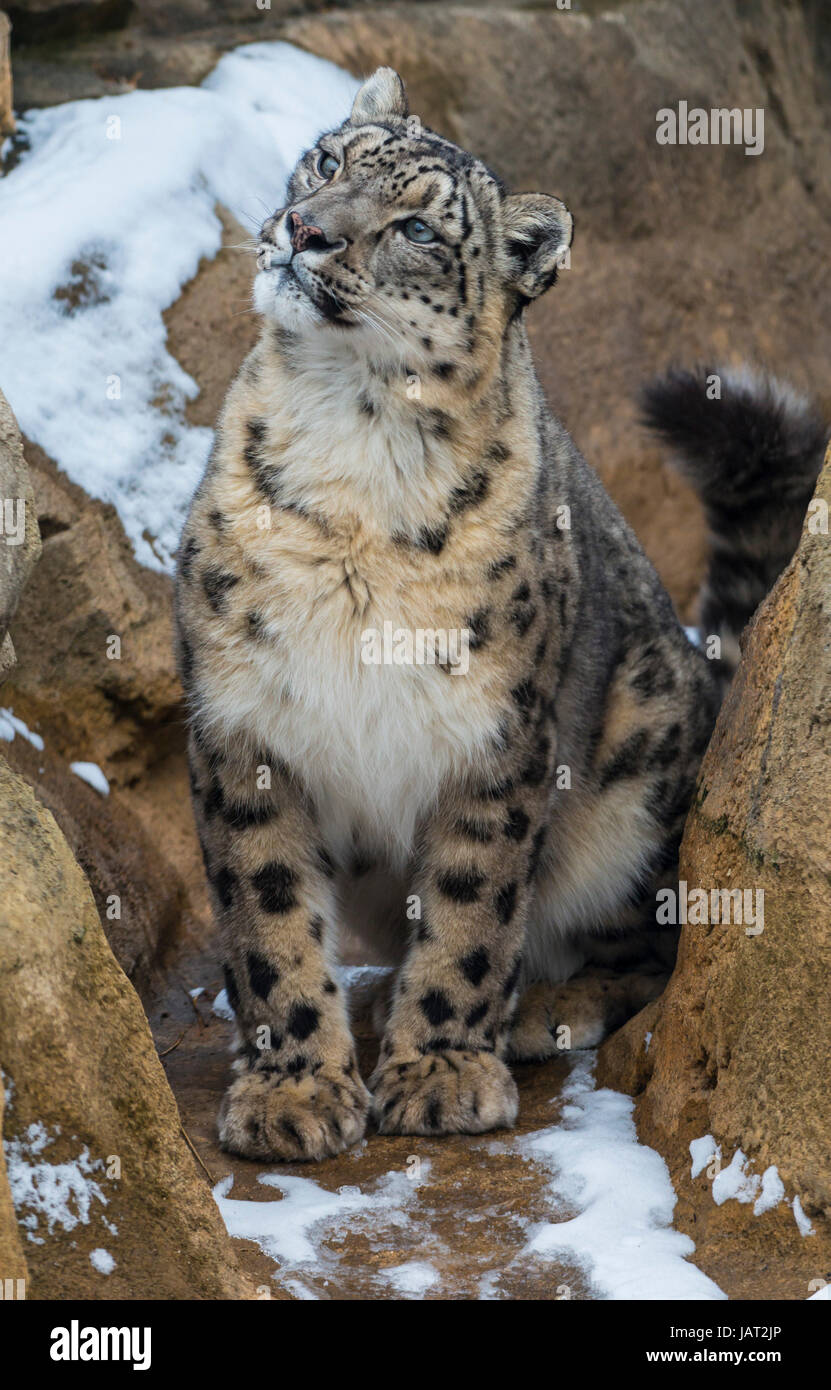 Snow leopard in the snow covered mountains Stock Photo - Alamy