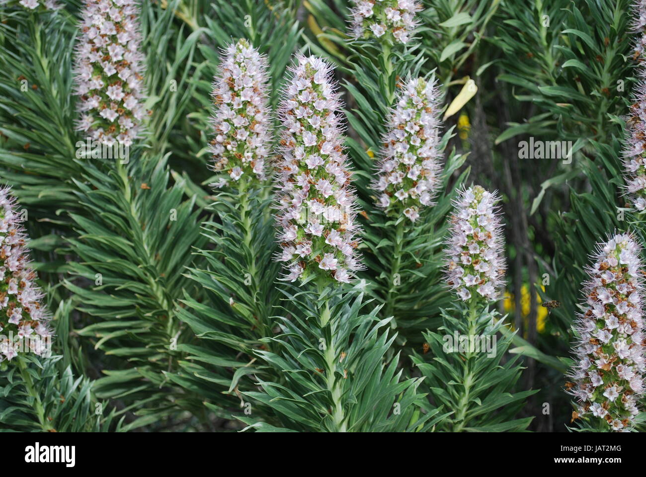 Tajinaste (Echium decaisnei) white flower from Gran Canaria Stock Photo ...