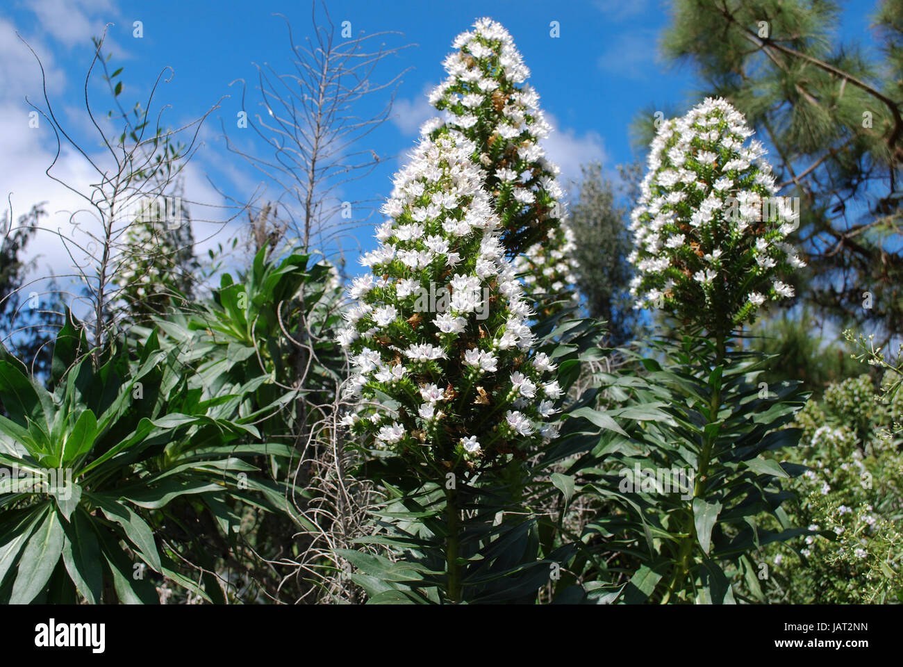 Tajinaste Flower High Resolution Stock Photography and Images - Alamy