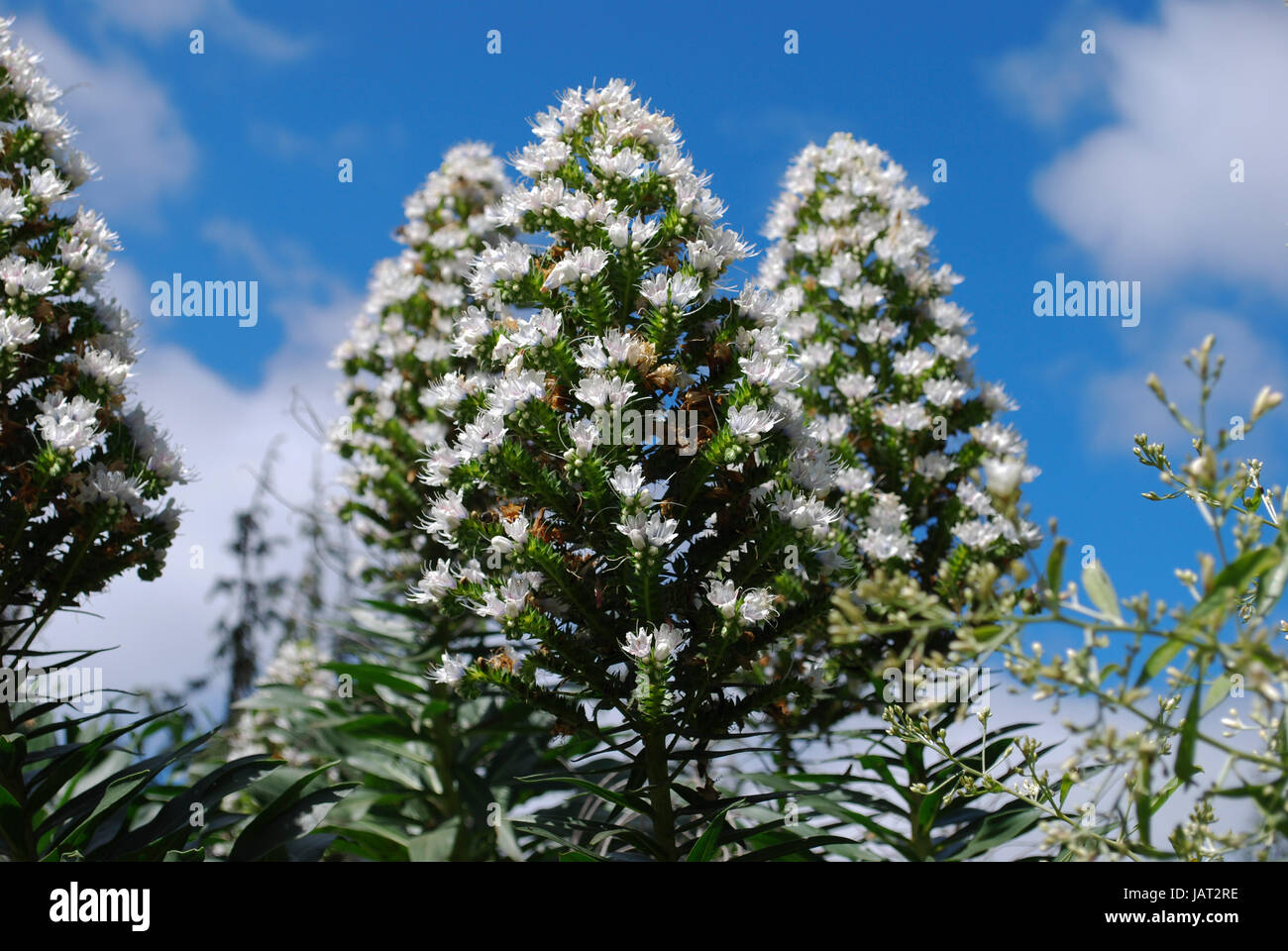 Tajinaste (Echium decaisnei) white flower from Gran Canaria Stock Photo ...