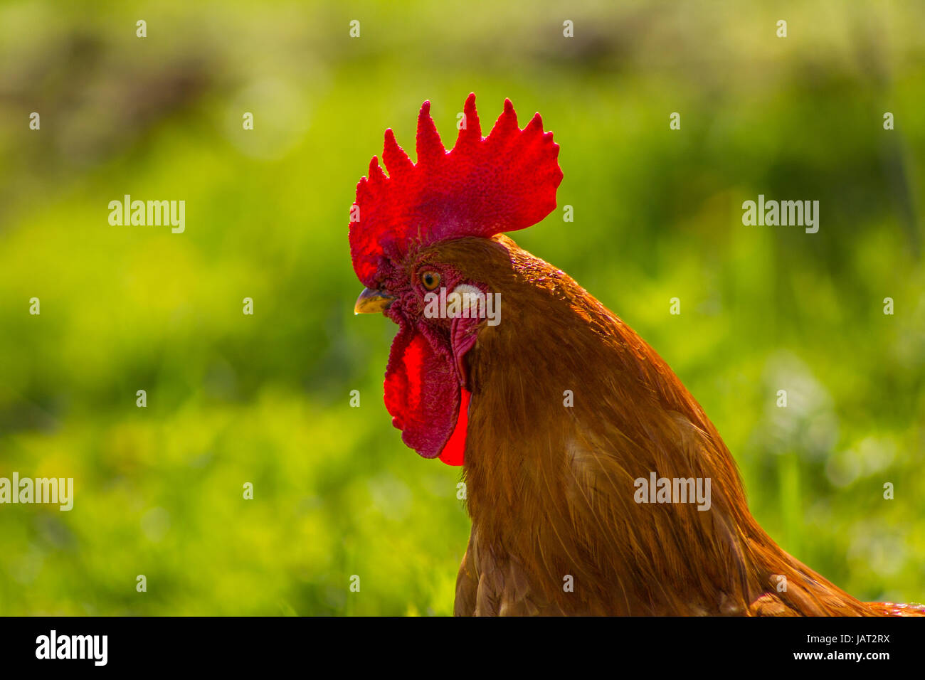 Photo of a rooster on farm area Stock Photo - Alamy