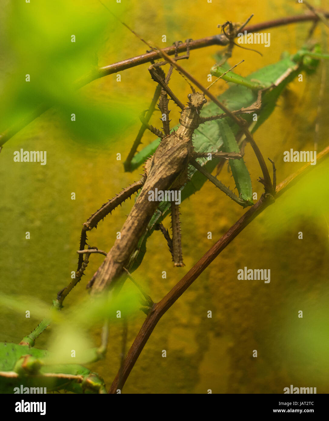 Malaysian giant stick insect hi-res stock photography and images - Alamy
