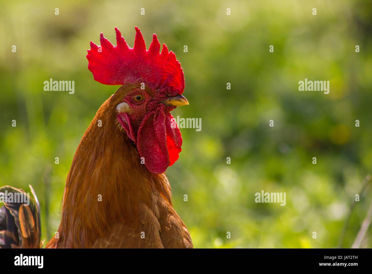 Angry rooster hi-res stock photography and images - Alamy