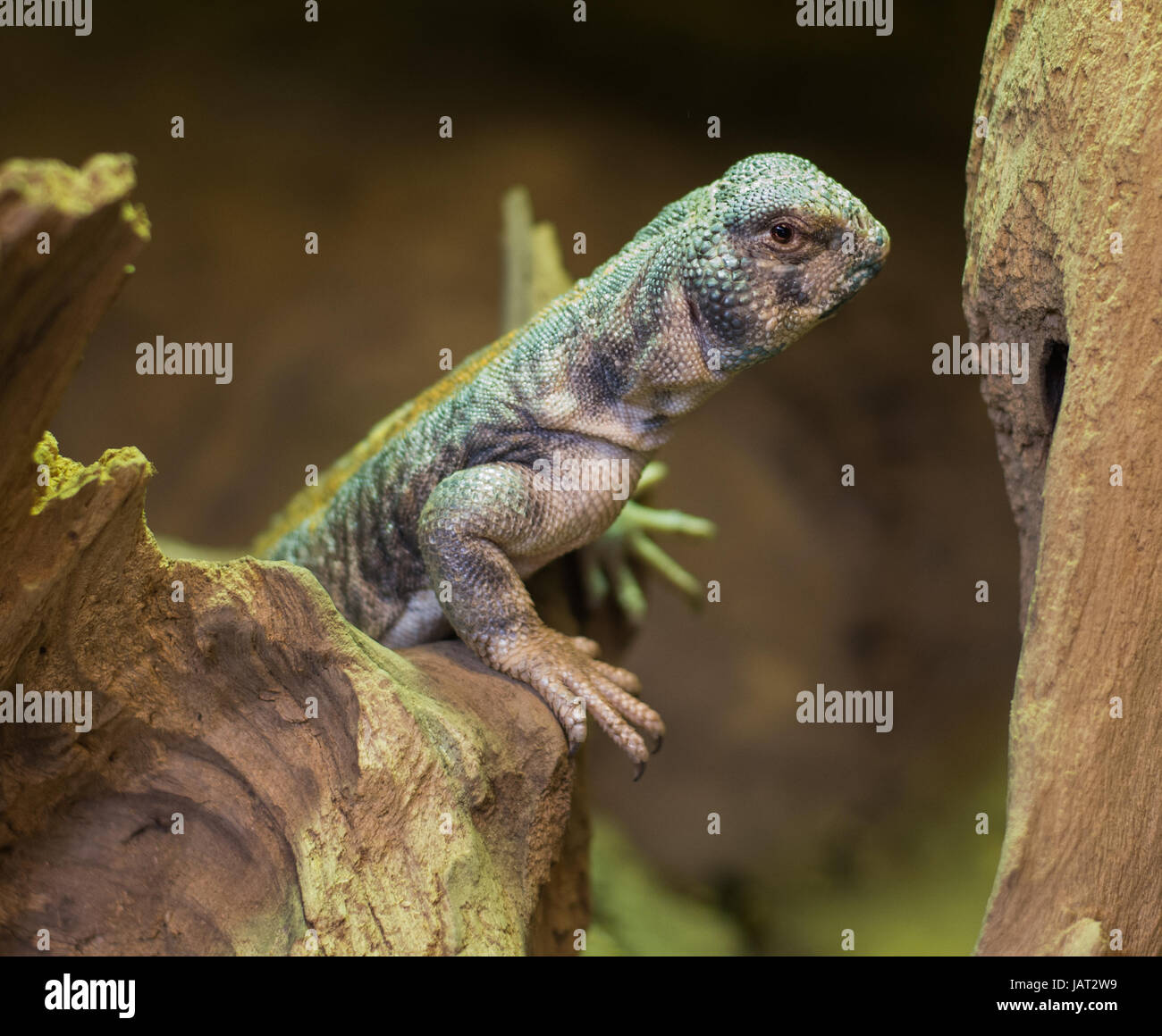 Oman Spiny Tailed Lizard High Resolution Stock Photography and Images ...